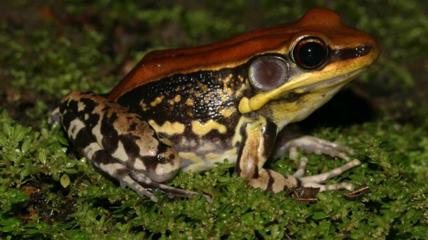 Frog Secretions Combat Influenza