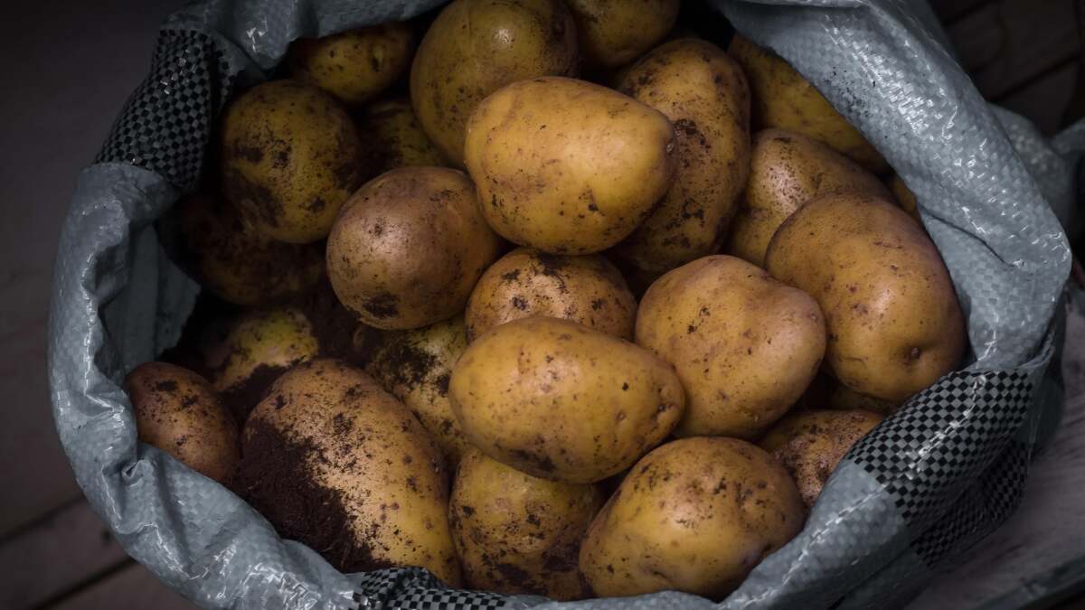 How to Build a Root Cellar in a Contemporary Home | Mytour