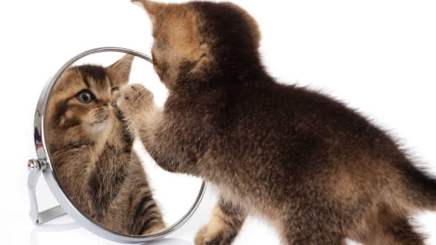 The Science Behind Mirrors: How Do They Function?