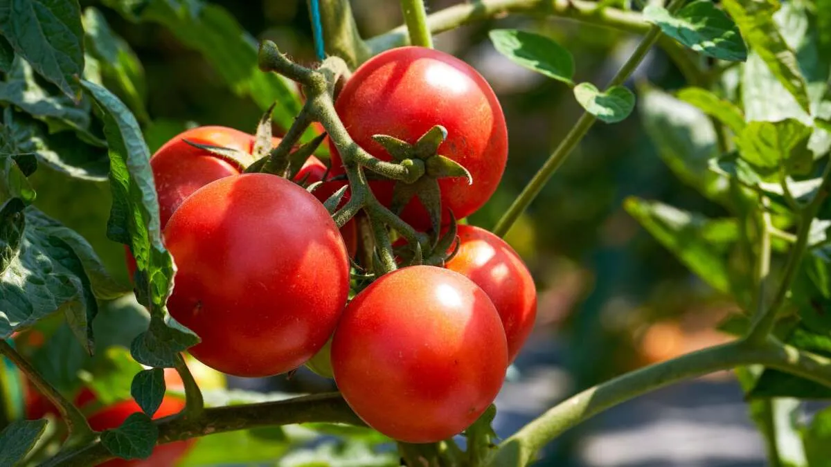 Guide to Winterizing Your Tomato Plants | Mytour