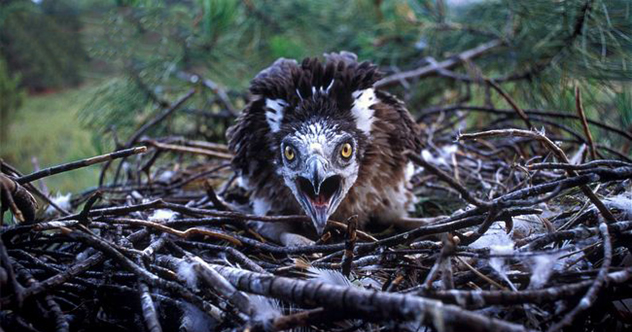 Top 10 Unusual Animal Fears - Mytour