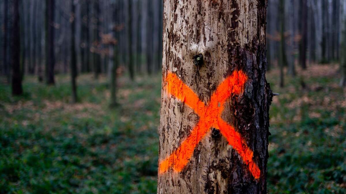Decoding the Meaning Behind Spray Paint Marks on Trees | Mytour