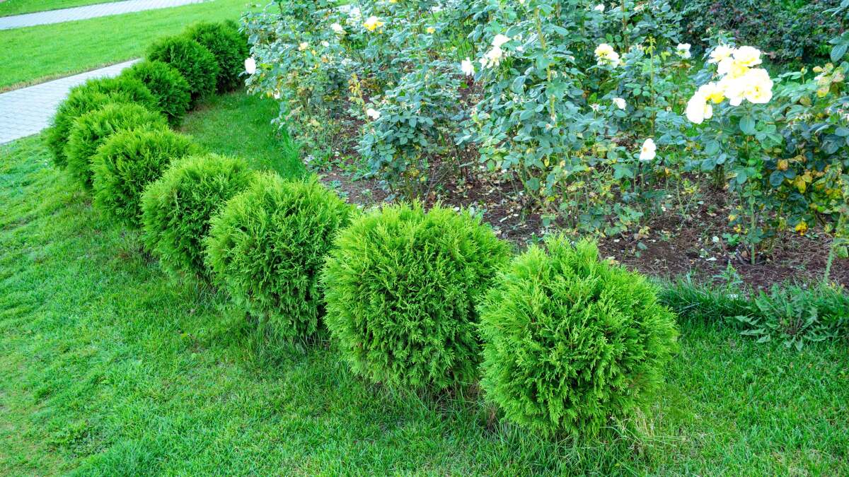 Understanding the Distinction Between Shrubs and Bushes (and Its ...