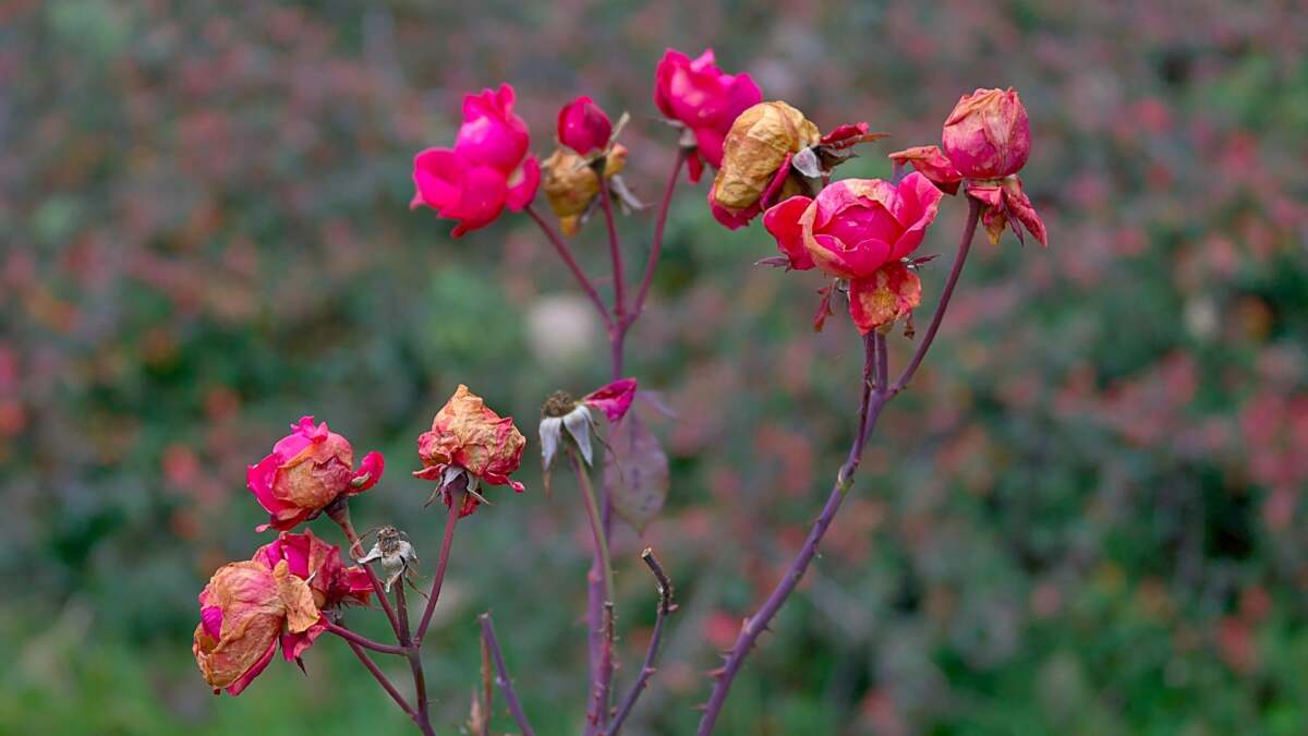 Reviving Wilted Roses in Your Garden | Mytour