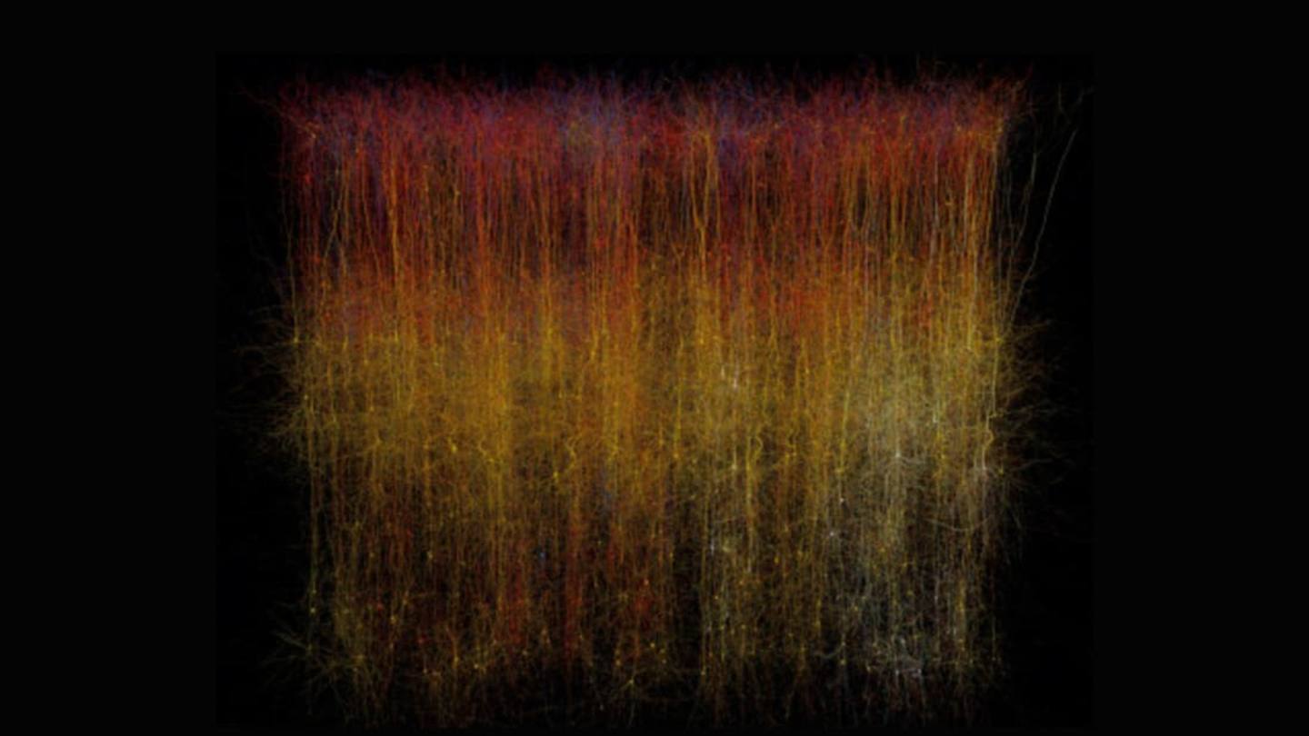 Researchers Develop a Digital Replica of a Rat's Brain