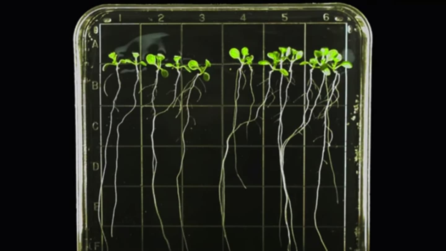 What Happens When Plants Grow in Zero Gravity?