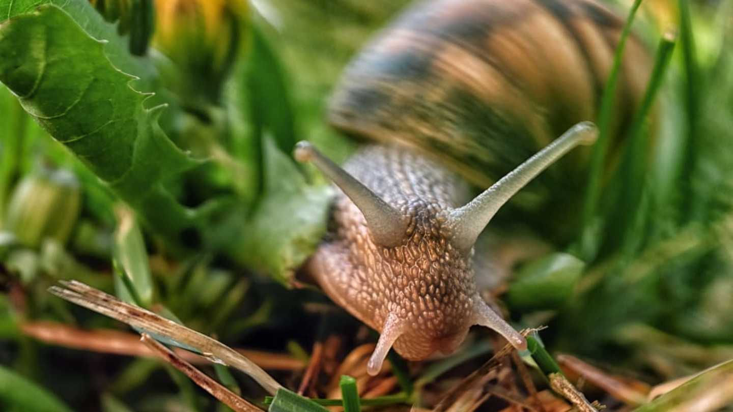 16 Quick Insights into the World of Snails