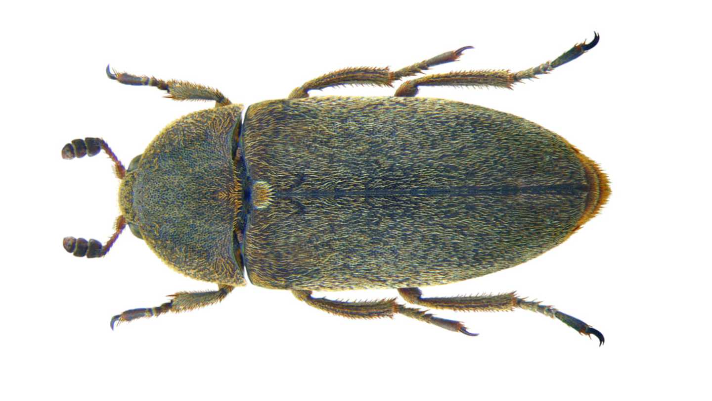 The Role of Flesh-Eating Beetles in Natural History Museums