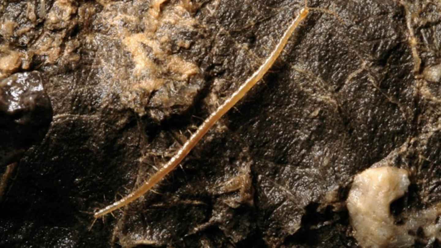 Croatia Reveals Earth's Deepest-Living Centipede Species