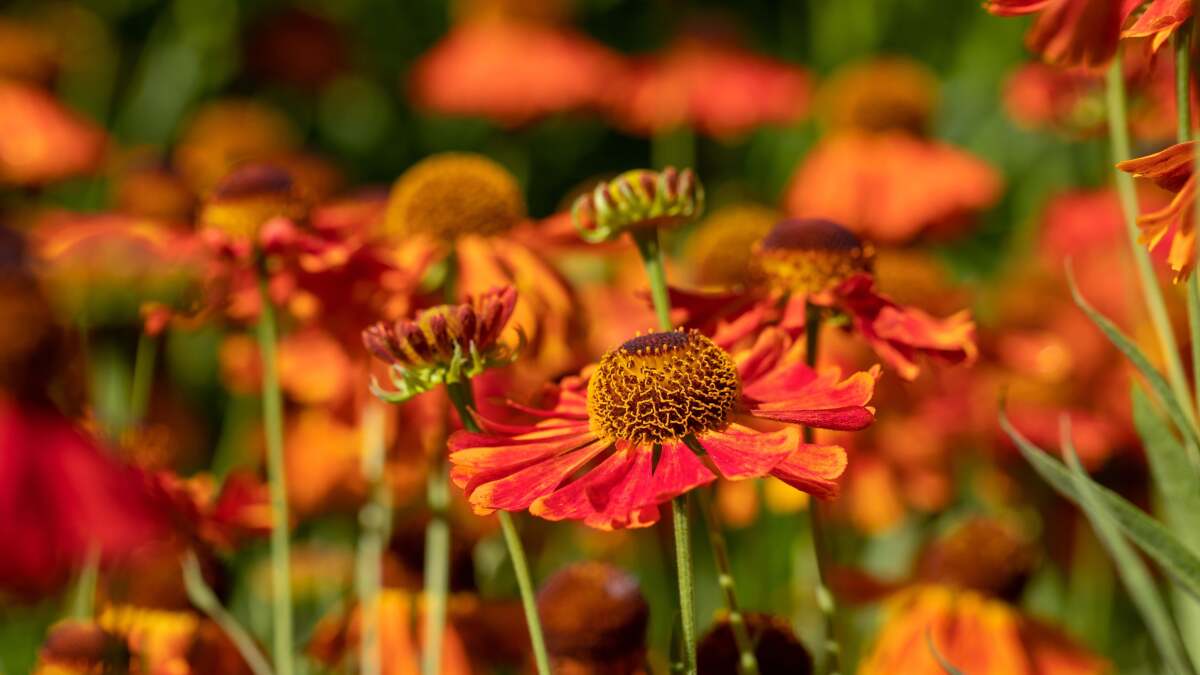 Prepare Your Garden for Autumn with This Essential September Checklist ...
