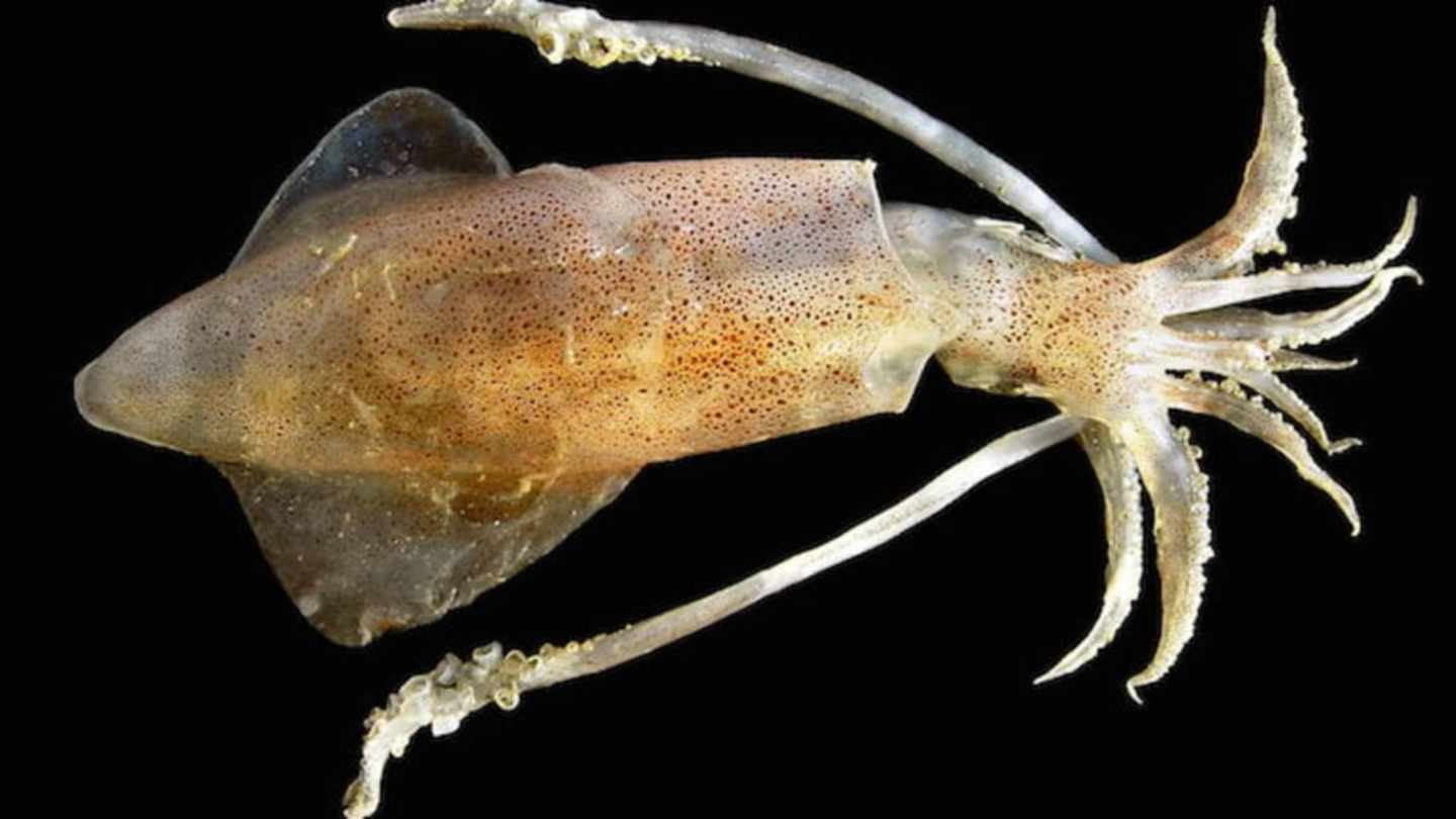 Squid beaks may hold the secret to advancing joint implants, offering a ...