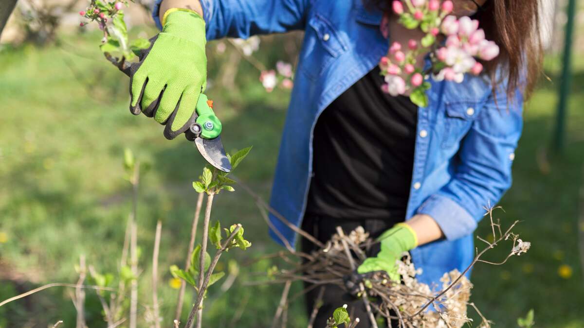 Essential Spring Pruning Guide: Trees, Shrubs, and Plants You Should ...