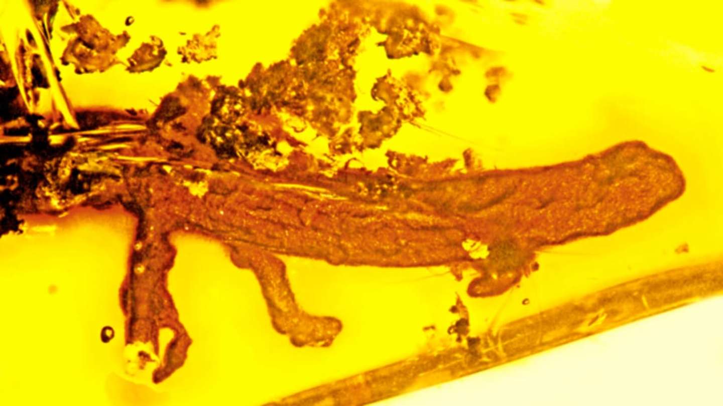 Amber-Entombed Salamander Unearthed by Paleontologists