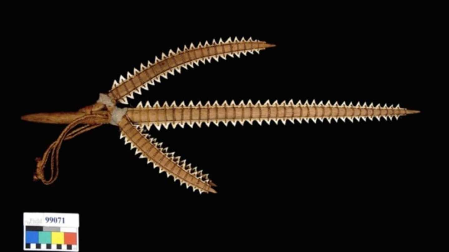 Ancient Swords with Shark Teeth Reveal Discovery of Two Forgotten Species
