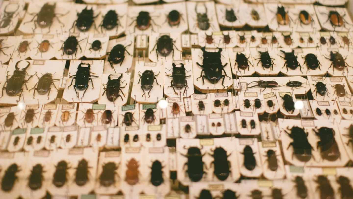 11 Remarkable Discoveries of Lost Items in Museums