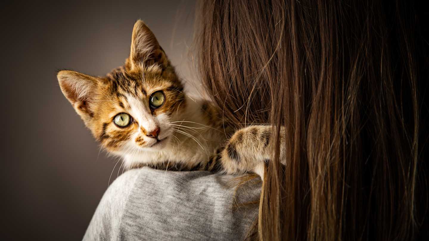 What Does It Mean When Your Cat Nibbles on Your Hair?