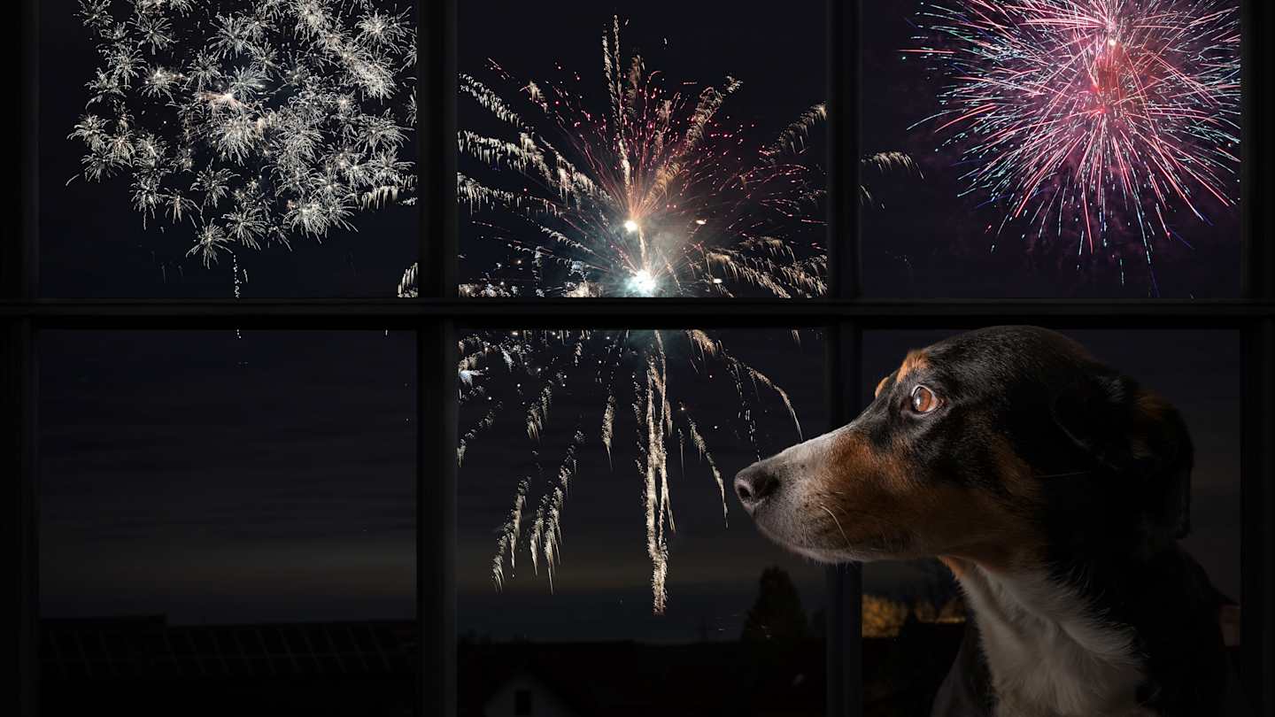 Tips for Shielding Your Pets from Fireworks Anxiety