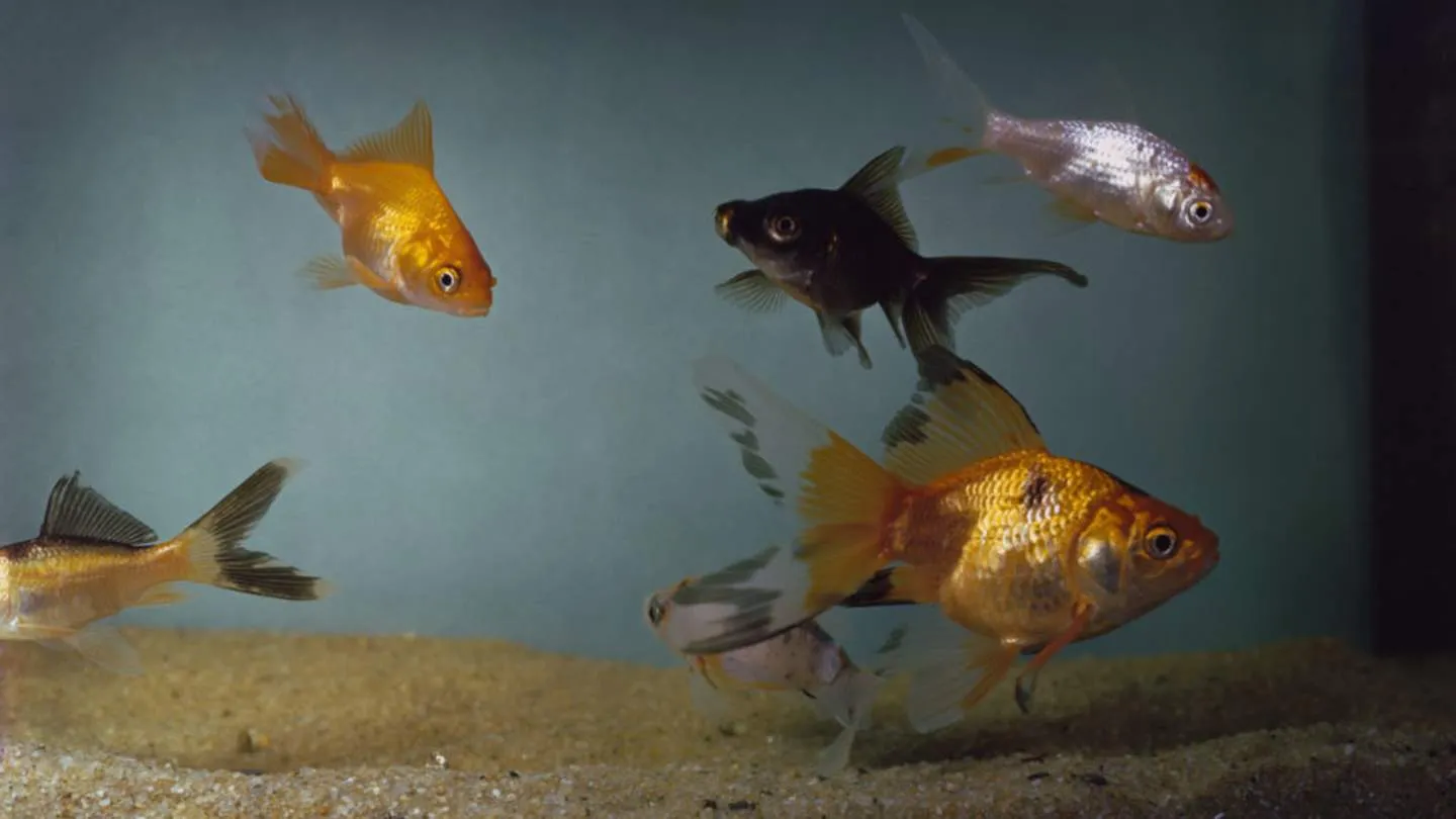 A Goldfish Variety So Rare It Was Considered Mythical Might Have Been Found in Its Natural Habitat