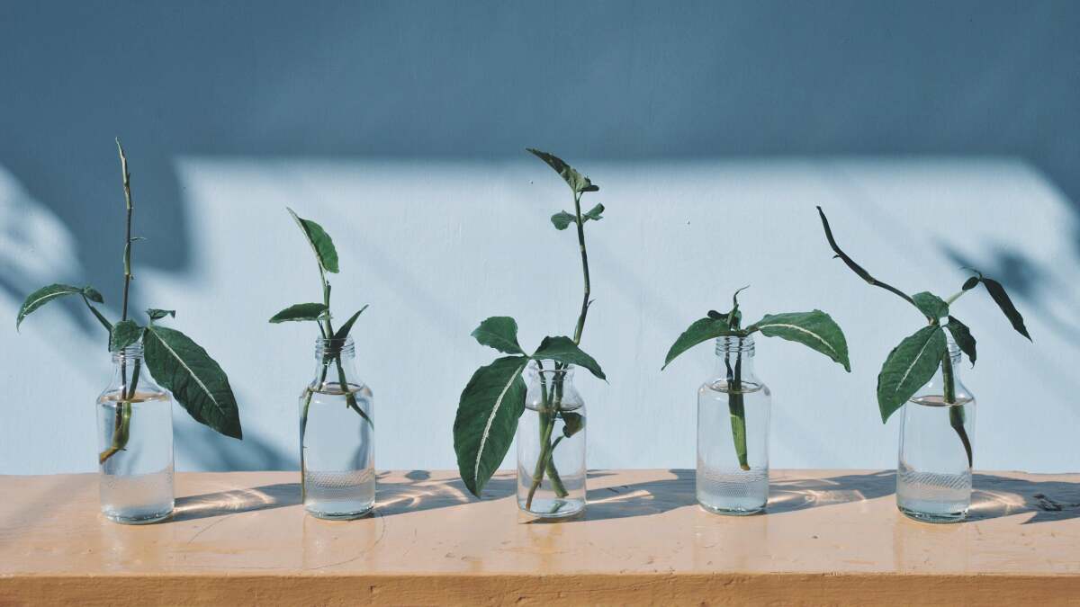 Essential Tips for Propagating Plants from Cuttings | Mytour