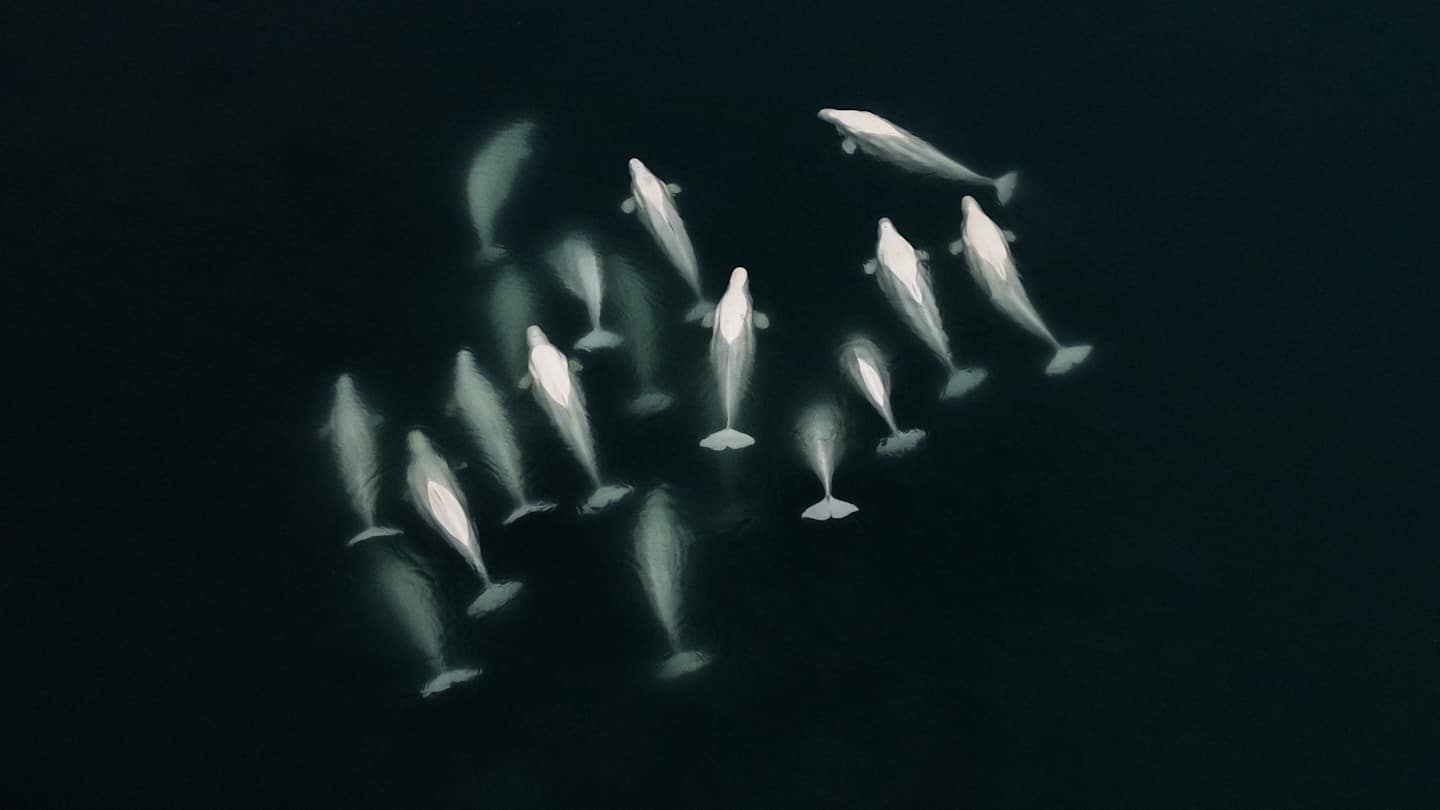 Experience the Majestic Summer Migration of Beluga Whales Through Live ...