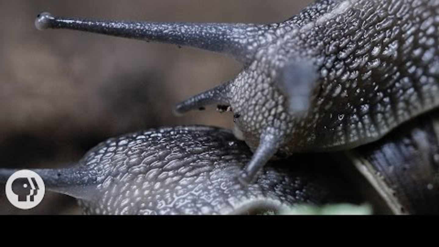 Discover the Fascinating Process of Snail Reproduction