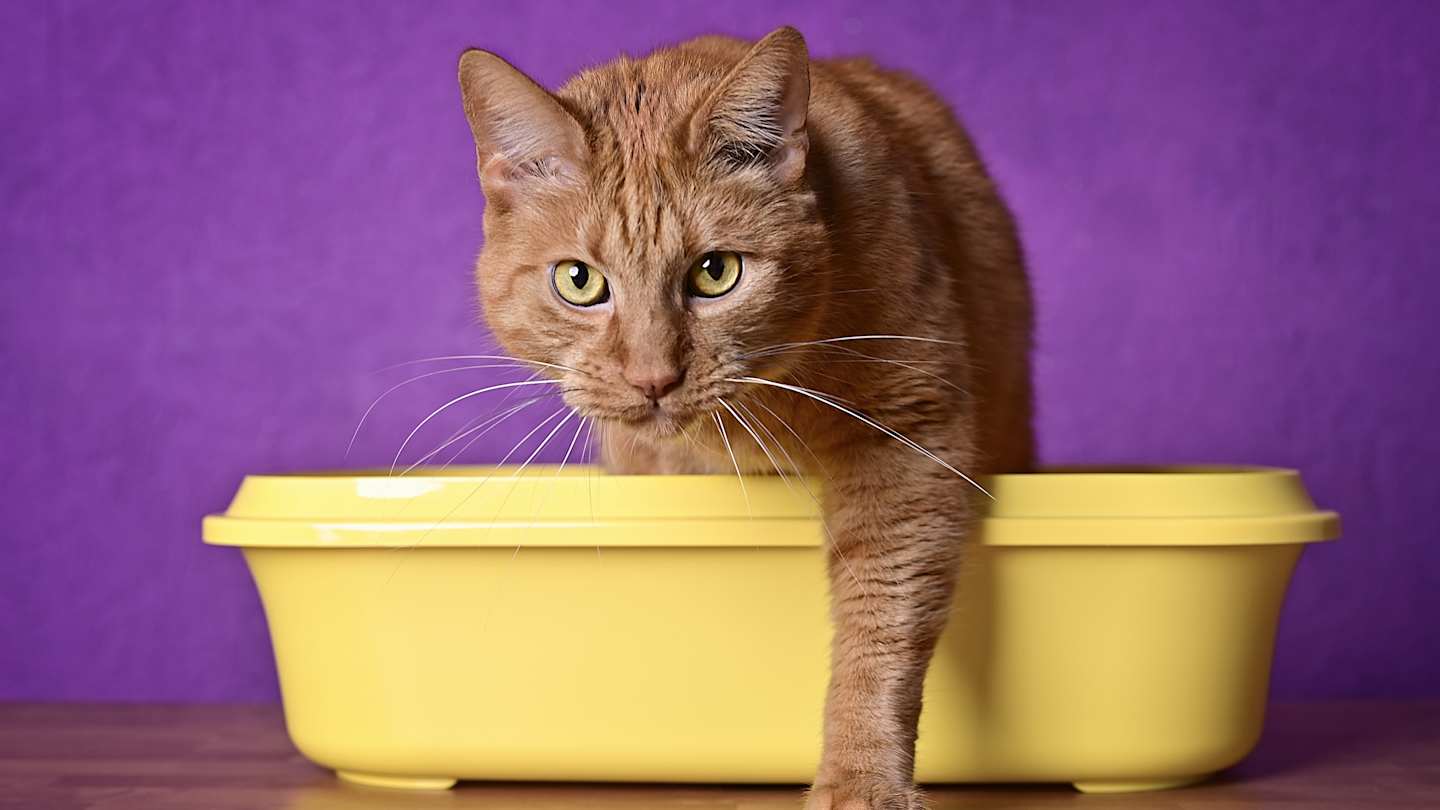 What Causes Cats to Avoid Their Litter Box?