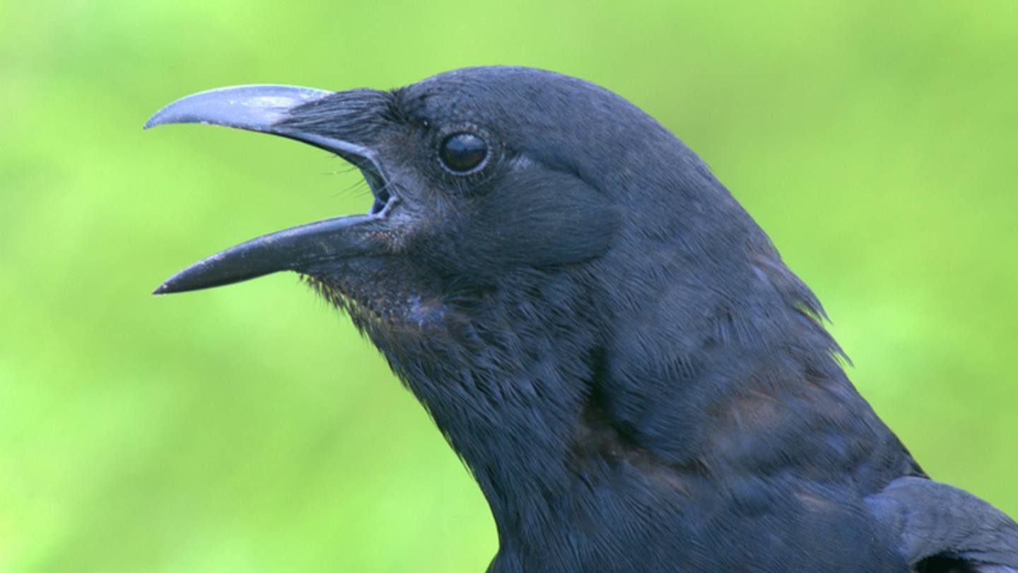 12 Intriguing Insights Into Crows
