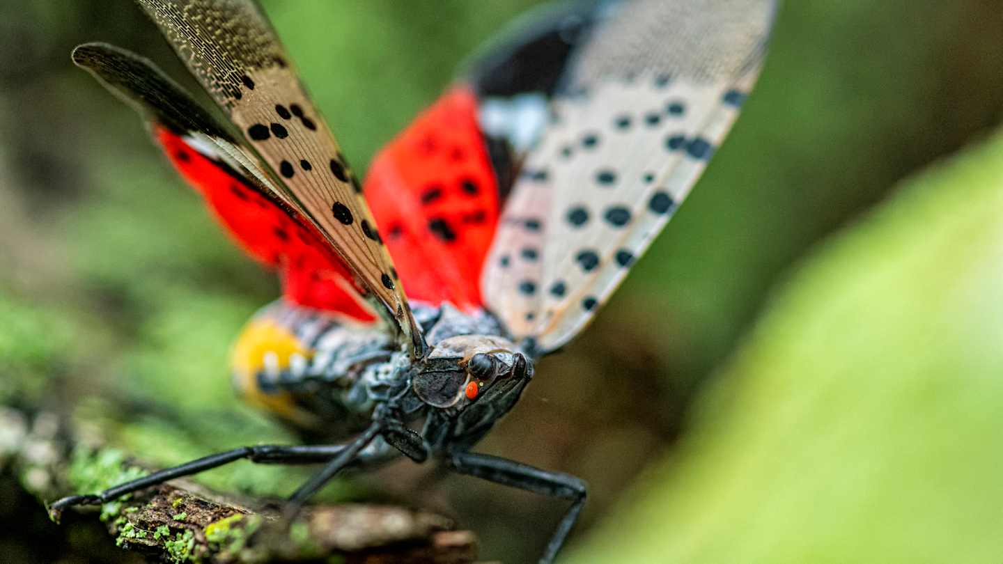 10 Essential Insights into the Spotted Lanternfly Phenomenon