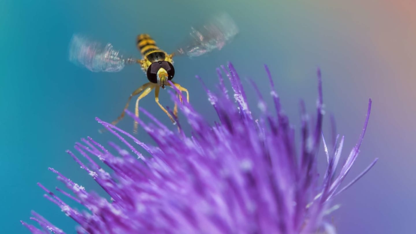 Observing 15 Familiar Insects in Slow-Motion Flight is Both Mesmerizing ...