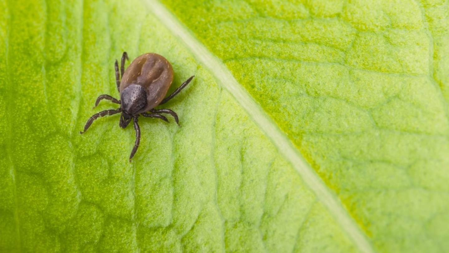 Georgia's Tick Collection Showcases Almost Every Species Discovered by ...