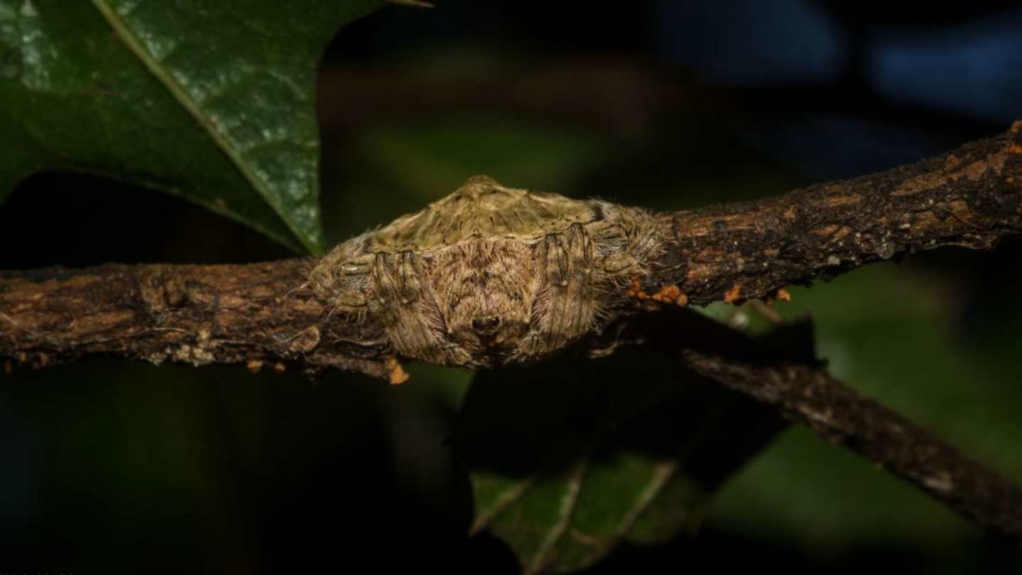 5 Spiders Expertly Concealed in Plain Sight