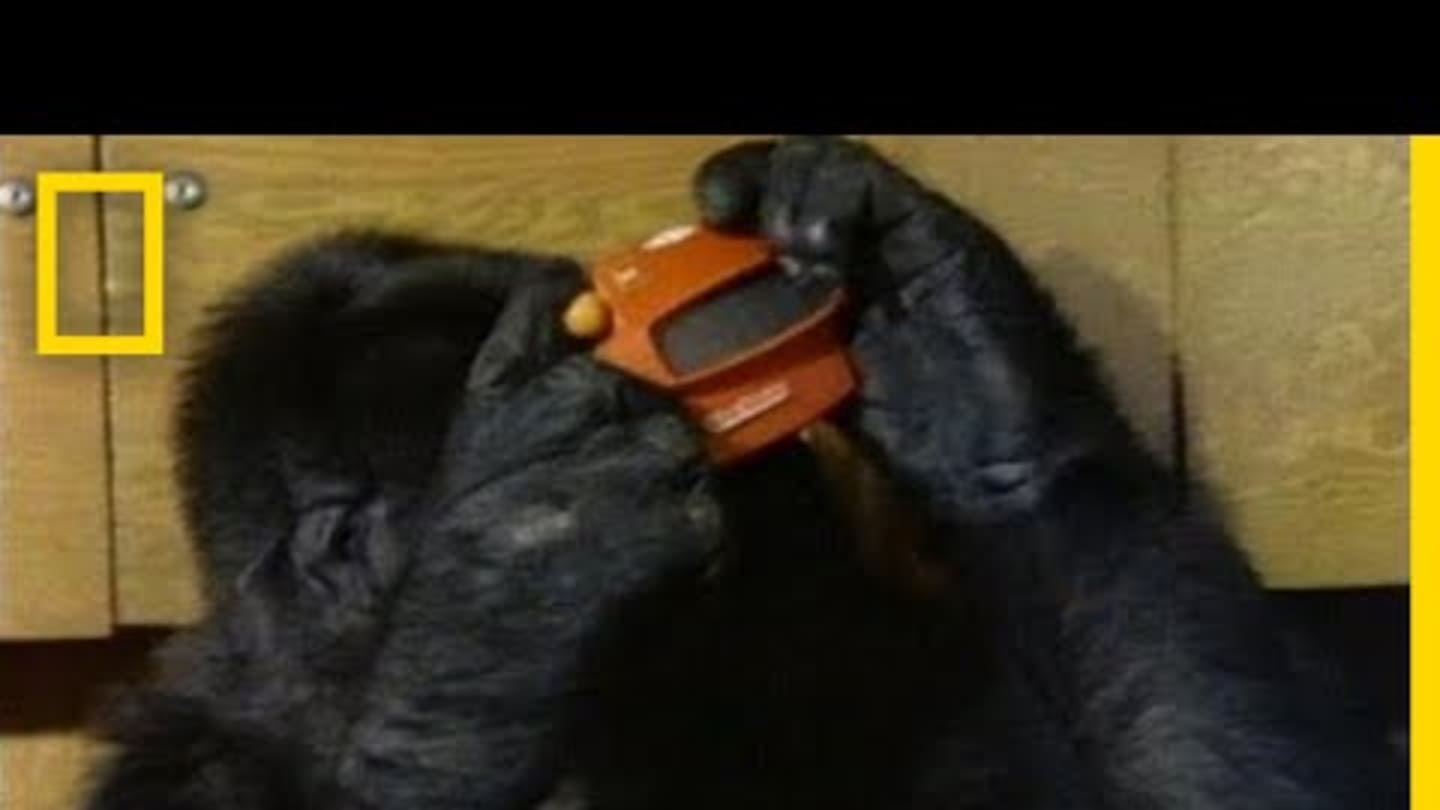 5 Intriguing Insights About Koko the Gorilla