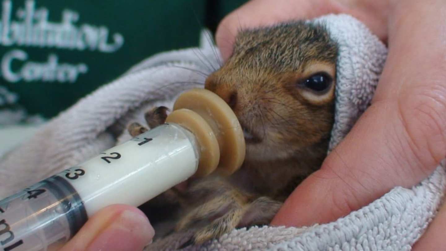 Pennsylvania Wildlife Center Offers Orphaned Animals a Fresh Start