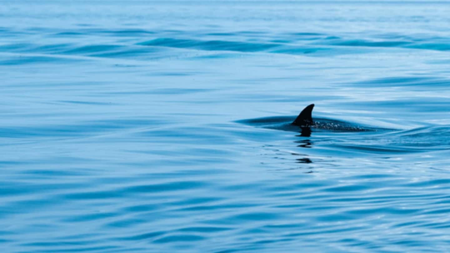 Lifeguard Constructs Airship to Monitor Australian Shoreline for Shark ...