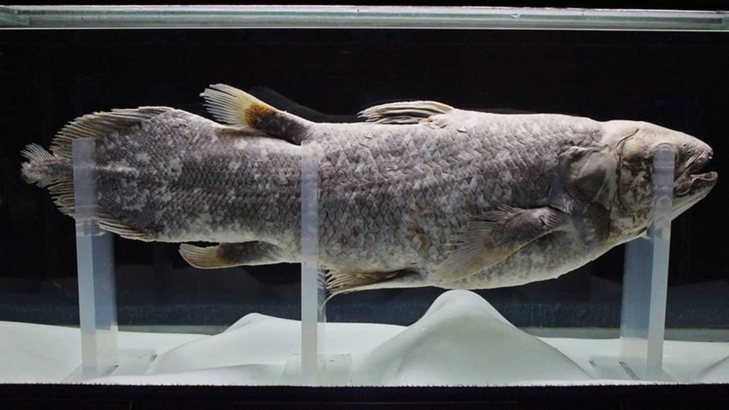 11 Fascinating Truths About Coelacanths