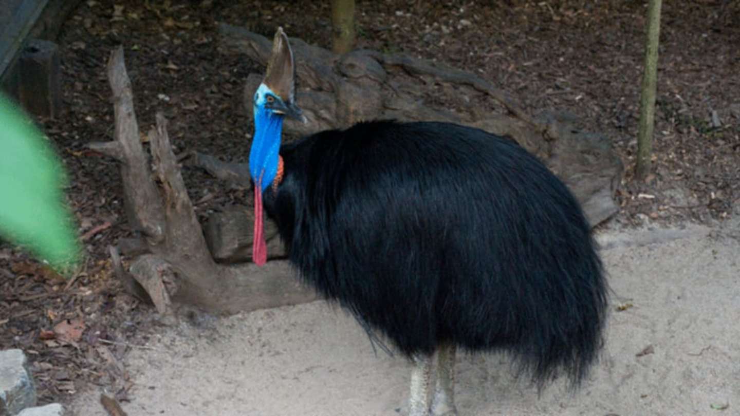 Australia's 'Most Dangerous Bird' Engages in Series of Intrusions