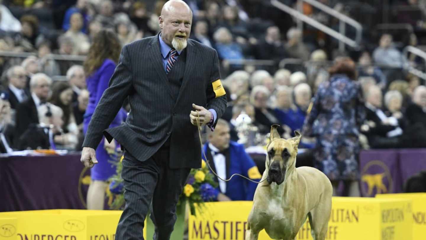 13 Insider Secrets of Dog Show Handlers Revealed