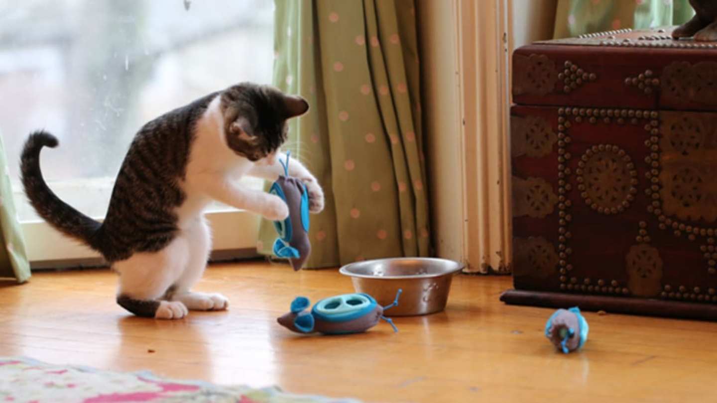 This Innovative Feeding Solution Encourages Indoor Cats to 'Forage' for ...