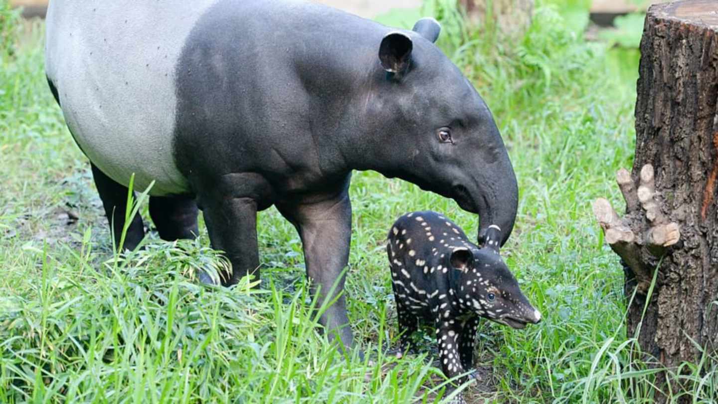 14 Amazing Facts About Tapirs You Need to Know