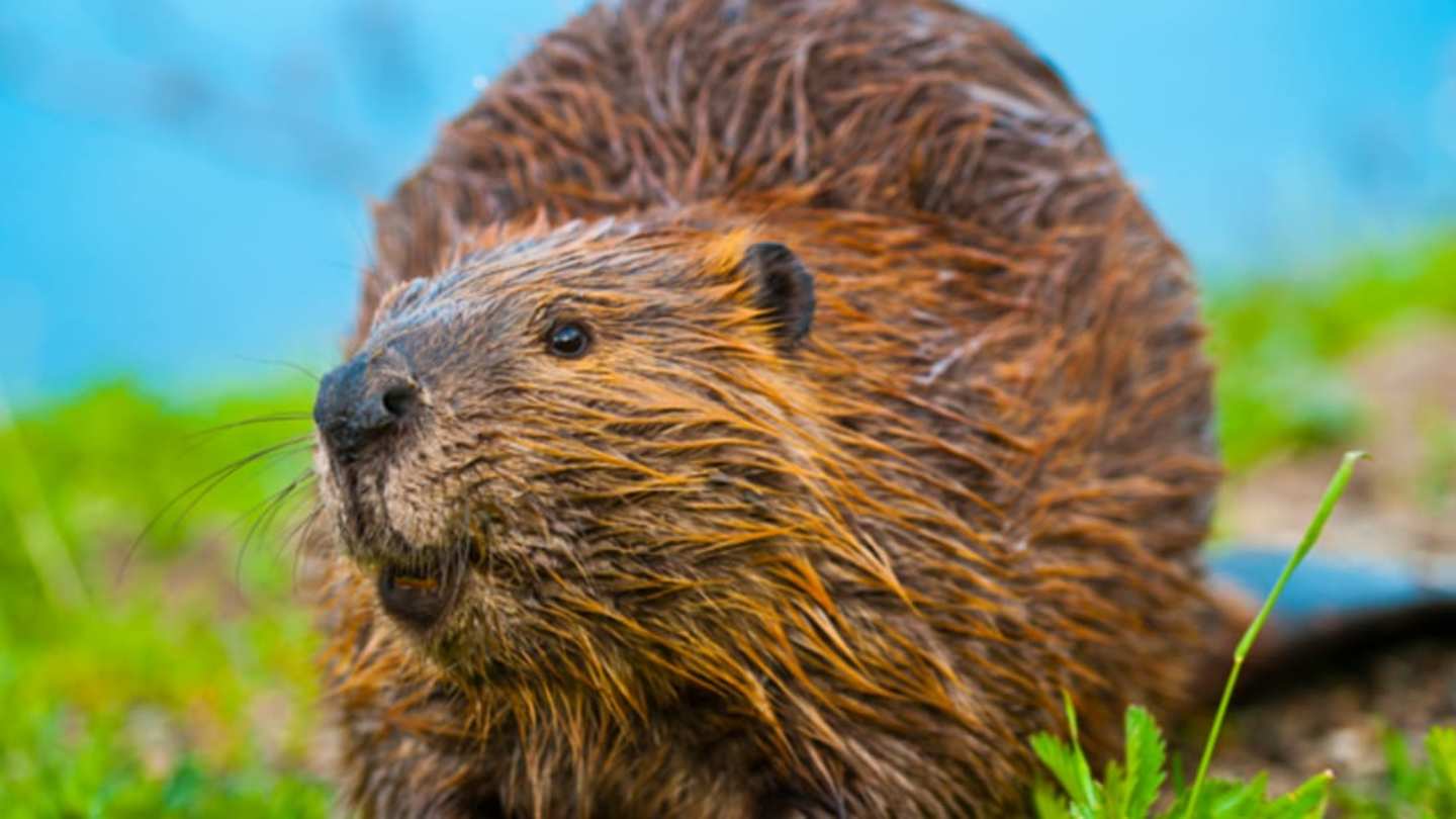 1868 Map Reveals Beavers as Nature's Ultimate Architects