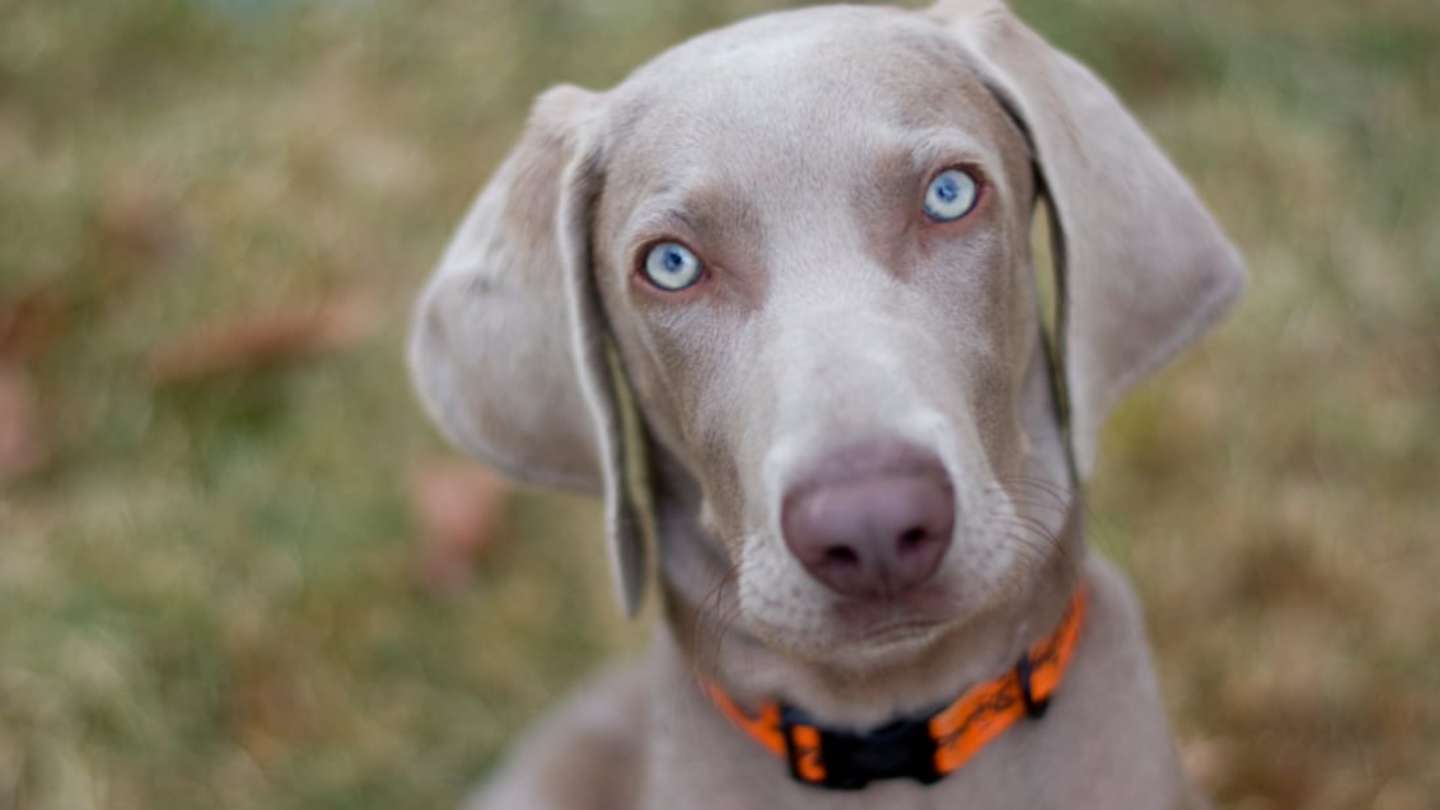 11 Fascinating Insights into Weimaraners