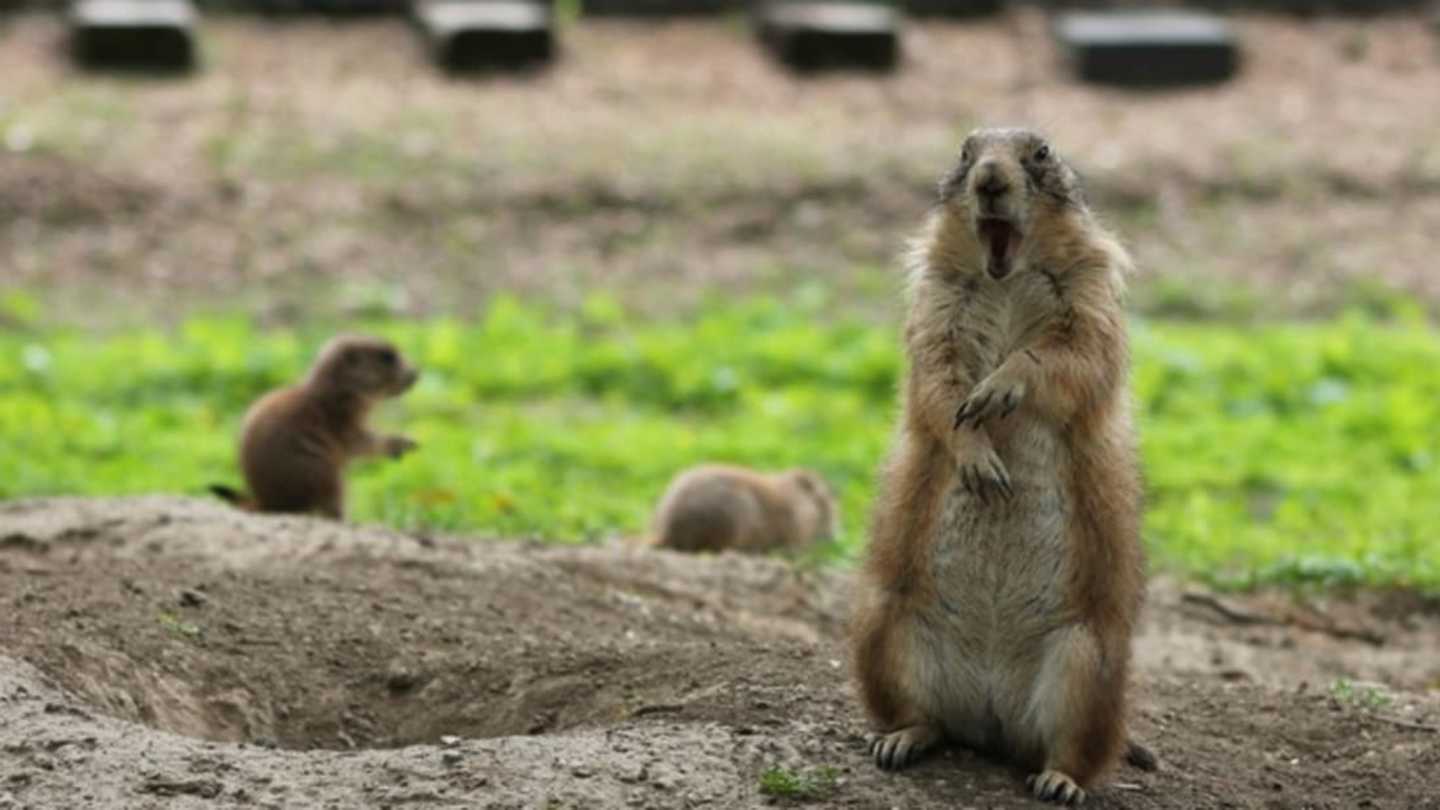 The Henry Doorly Zoo: A Haven for Free-Roaming Prairie Dogs