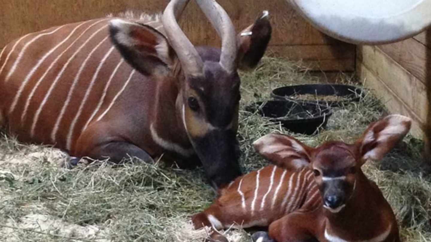 5 Quick Insights into the Eastern Bongos
