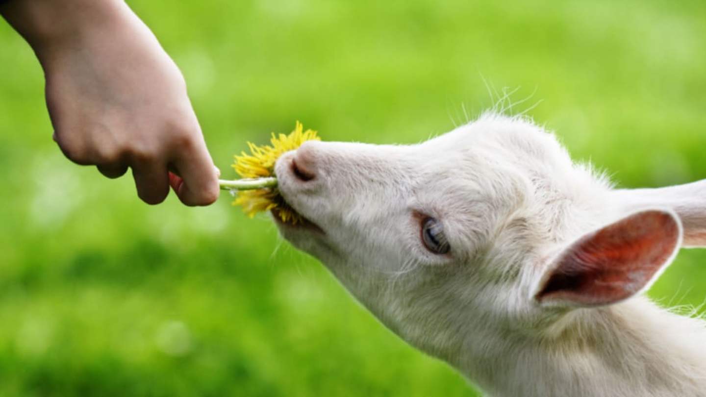 Transform Your Overgrown Yard with Goat Rental Services