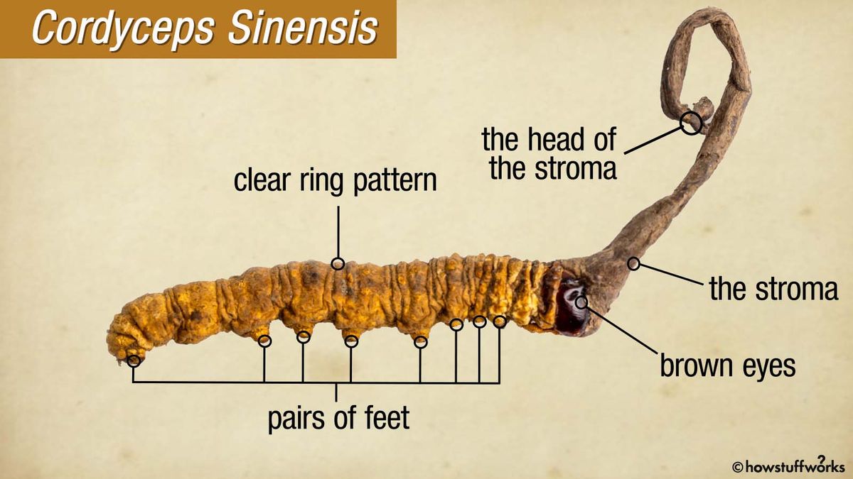 Exploring the Health Benefits of Cordyceps: Insights from Science | Mytour