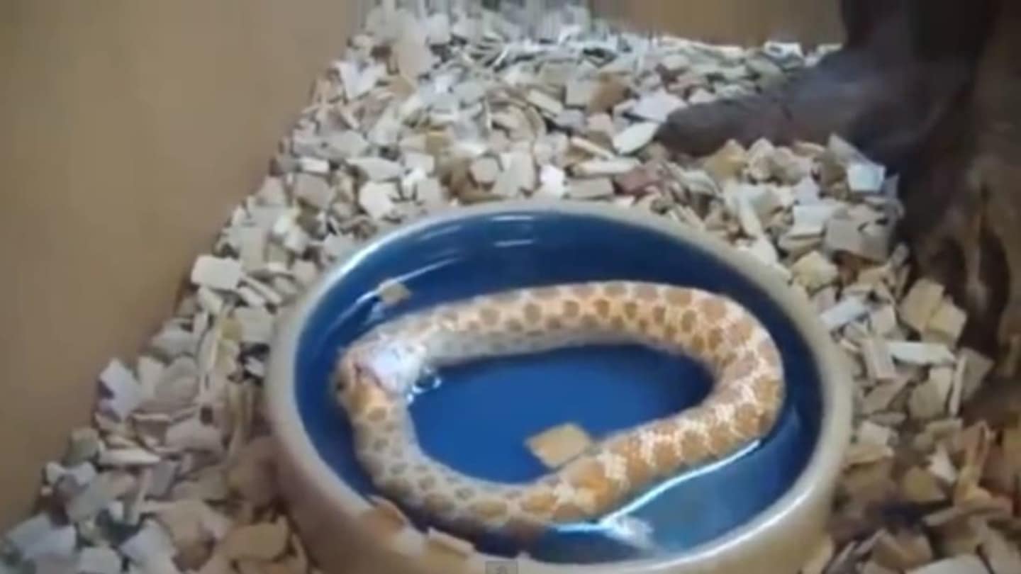 The Ouroboros: A Self-Consuming Serpent