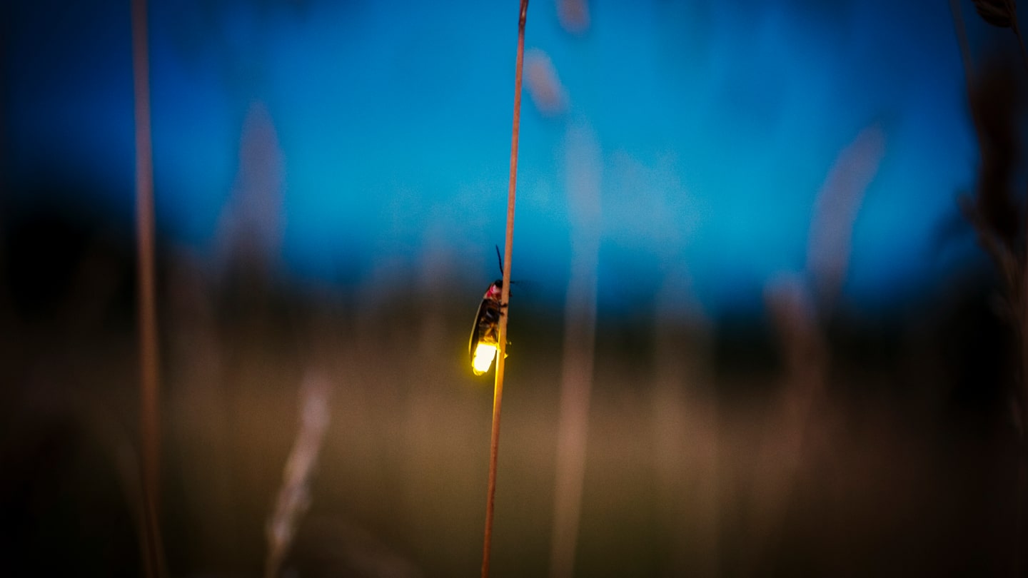 The Decline of Fireflies in Summer: What’s Happening and Why