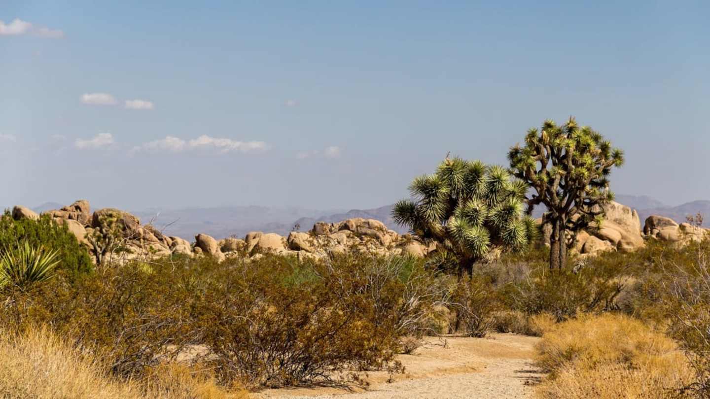 Two Campgrounds in Joshua Tree National Park Shut Down Following ...