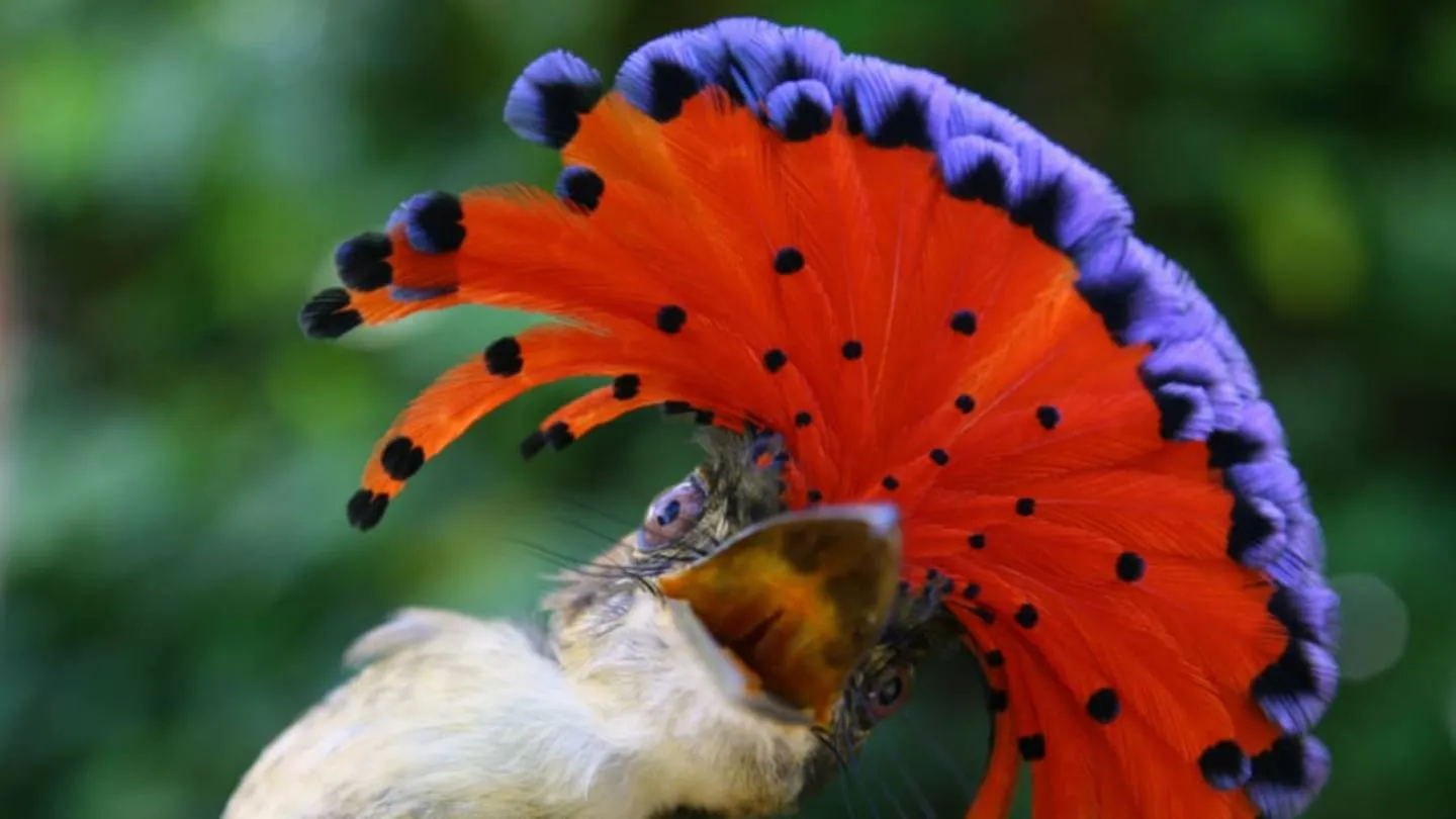 15 Avian Species with Stunning Feathered Crowns