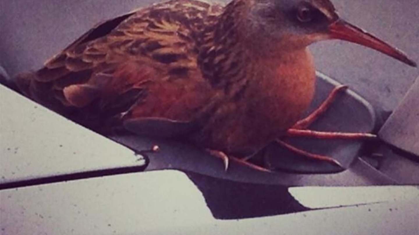 Innovative App Simplifies Bird Species Identification